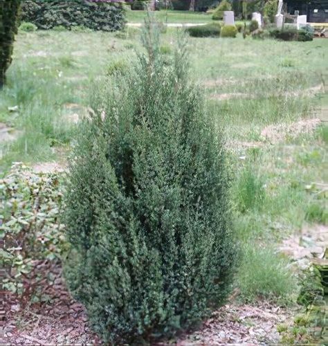 juniperus chin stricta