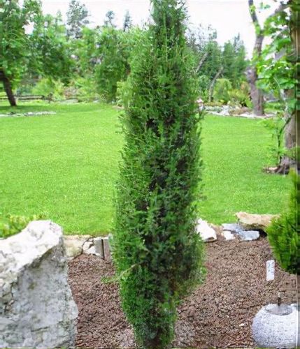 juniperus communis sentinel