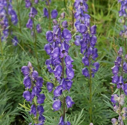 aconite plant