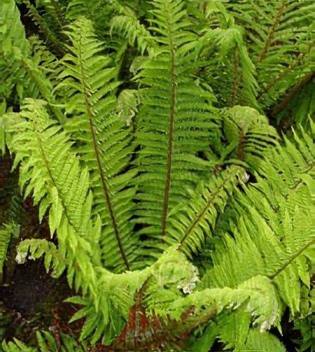 polystichum aculeatum