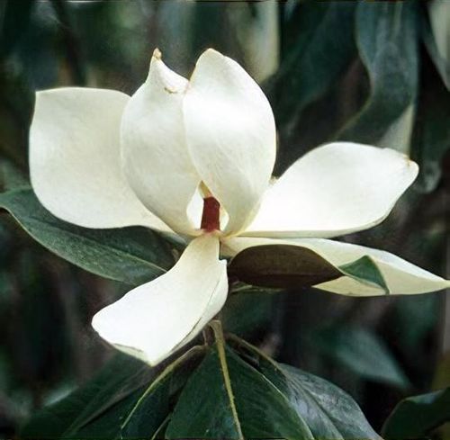magnolia grandiflora gallisoniensis