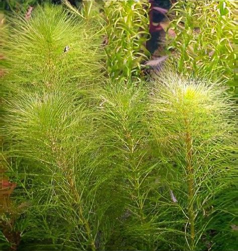 myriophyllum pinnatum