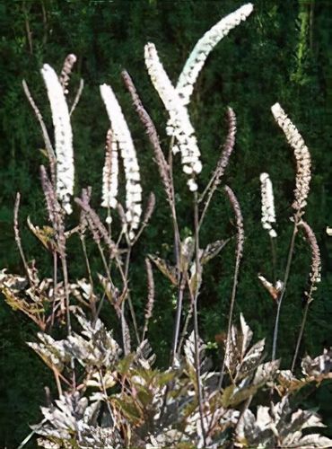 actaea simplex brunette