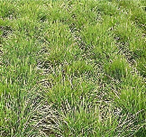 festuca subverticillata