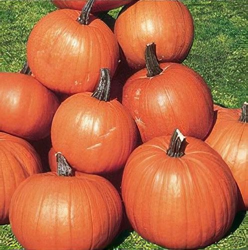 cucurbita maxima varieties