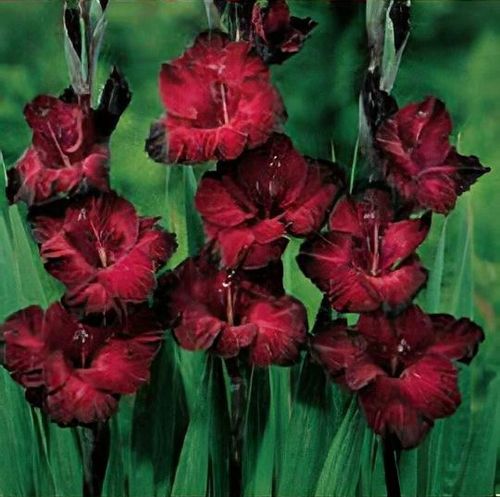 dark red gladiolus