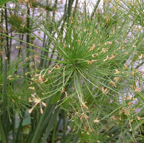 cyperus plantnet