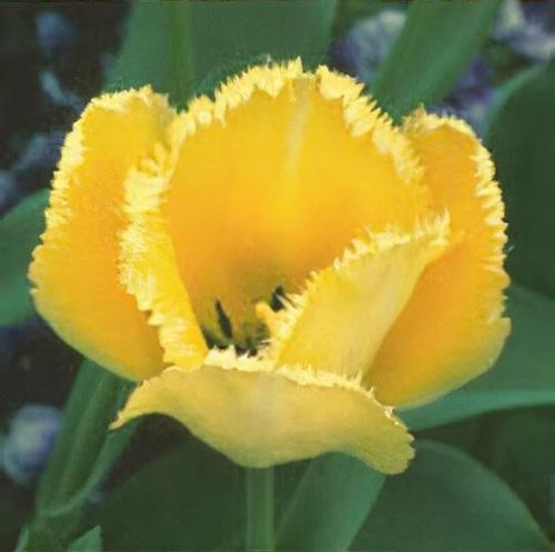 tulip maja