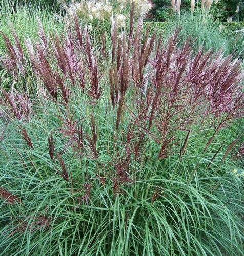 miscanthus red chief