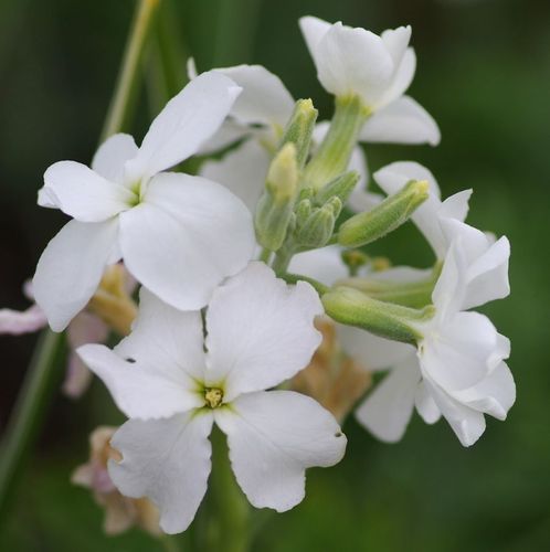 matthiola arborescens