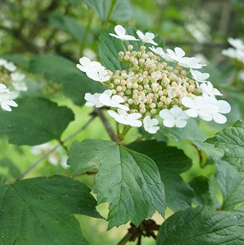 guelder rose pruning