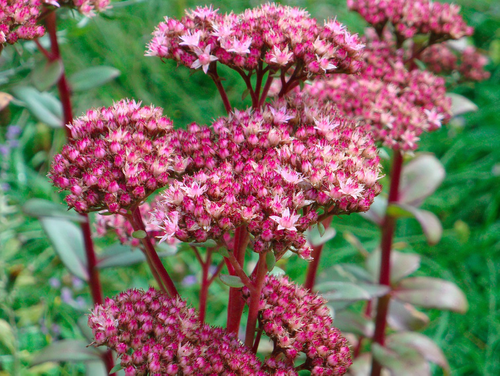 sedum matrona
