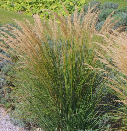 achnatherum splendens